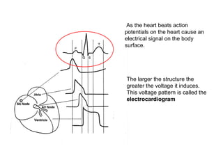 Basic Cardiac Electrophysiology and ECG Concepts_20120902_北區 | PPT