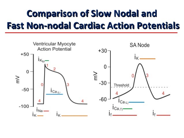 Basic Cardiac Electrophysiology and ECG Concepts_20120902_北區