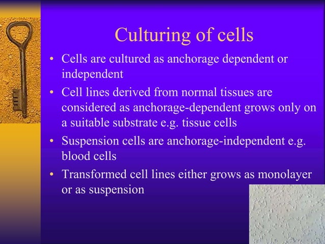 basic cell culture 314 2023.ppt