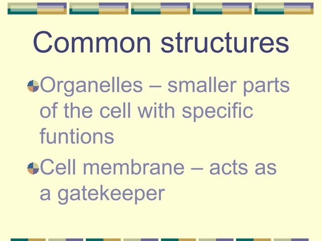 Basic Cell Structure.ppt | Free Download