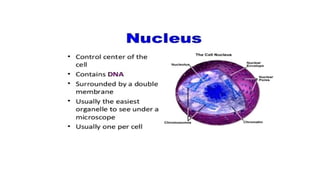 Basic Cell Structures.pptxmmmmmmmmmmmmmm | PPT