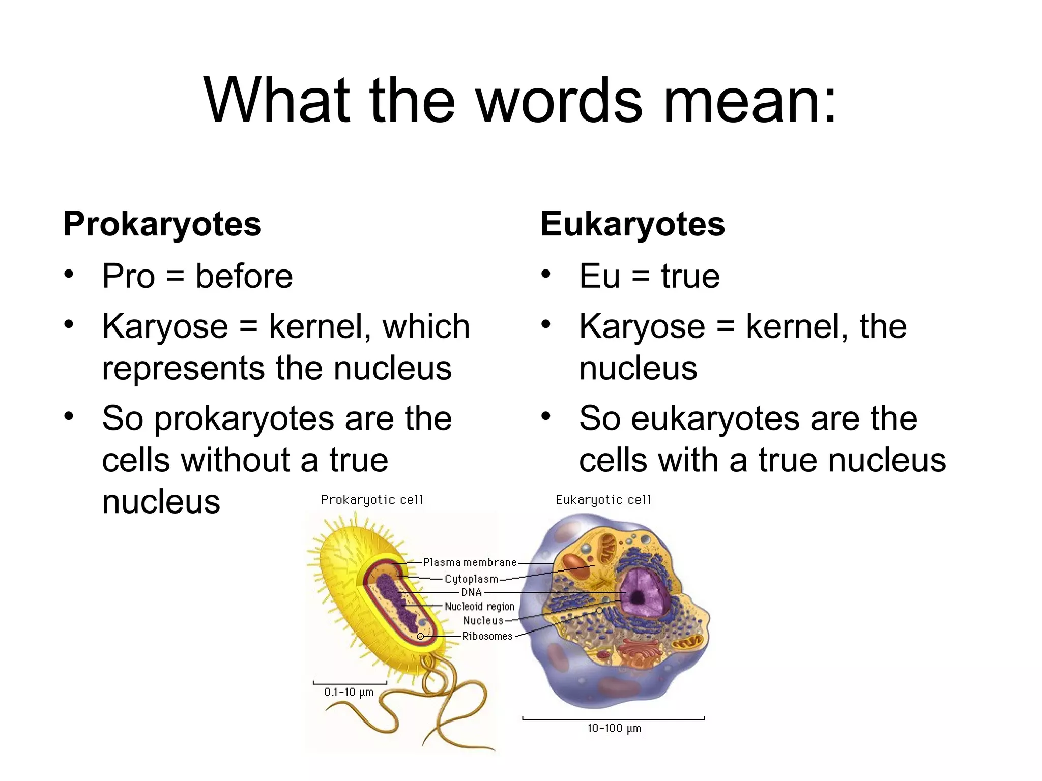 Basic cell types | PPT | Biological Sciences | Science