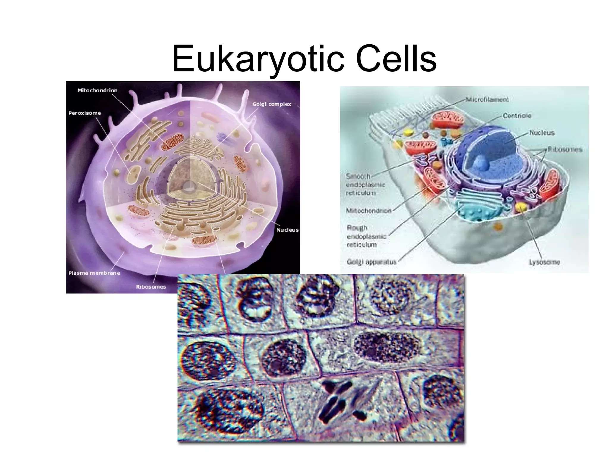 Basic cell types | PPT | Biological Sciences | Science