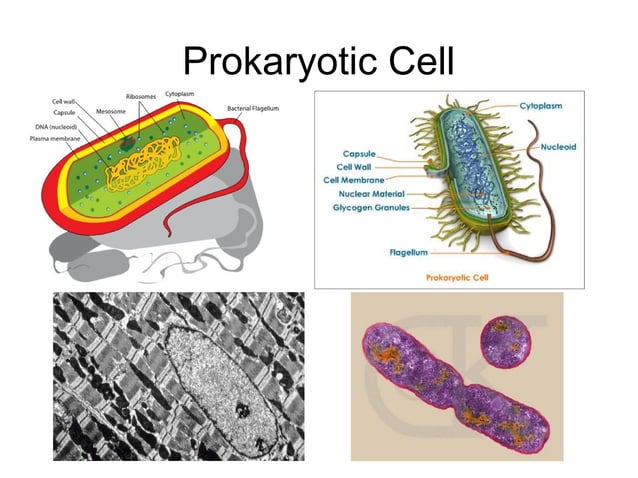 Basic cell types | PPT | Biological Sciences | Science