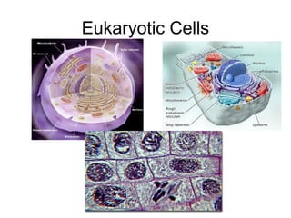 Basic cell types | PPT | Biological Sciences | Science