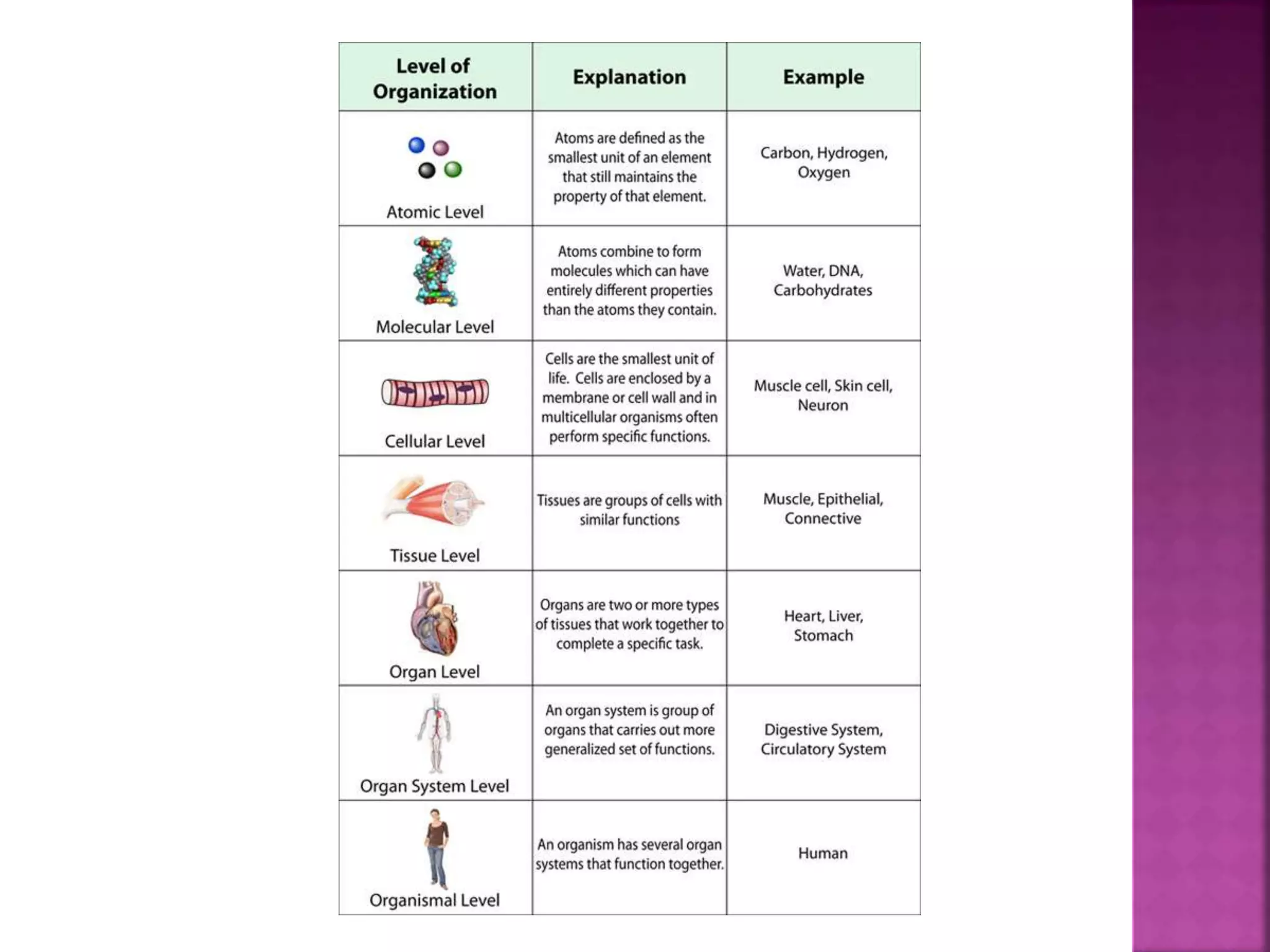 Basic Chemistry of Life PPT | PPTX