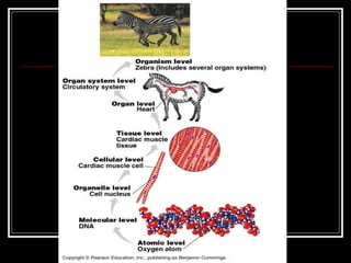 Advanced Bio - Basic Chemistry | PPT