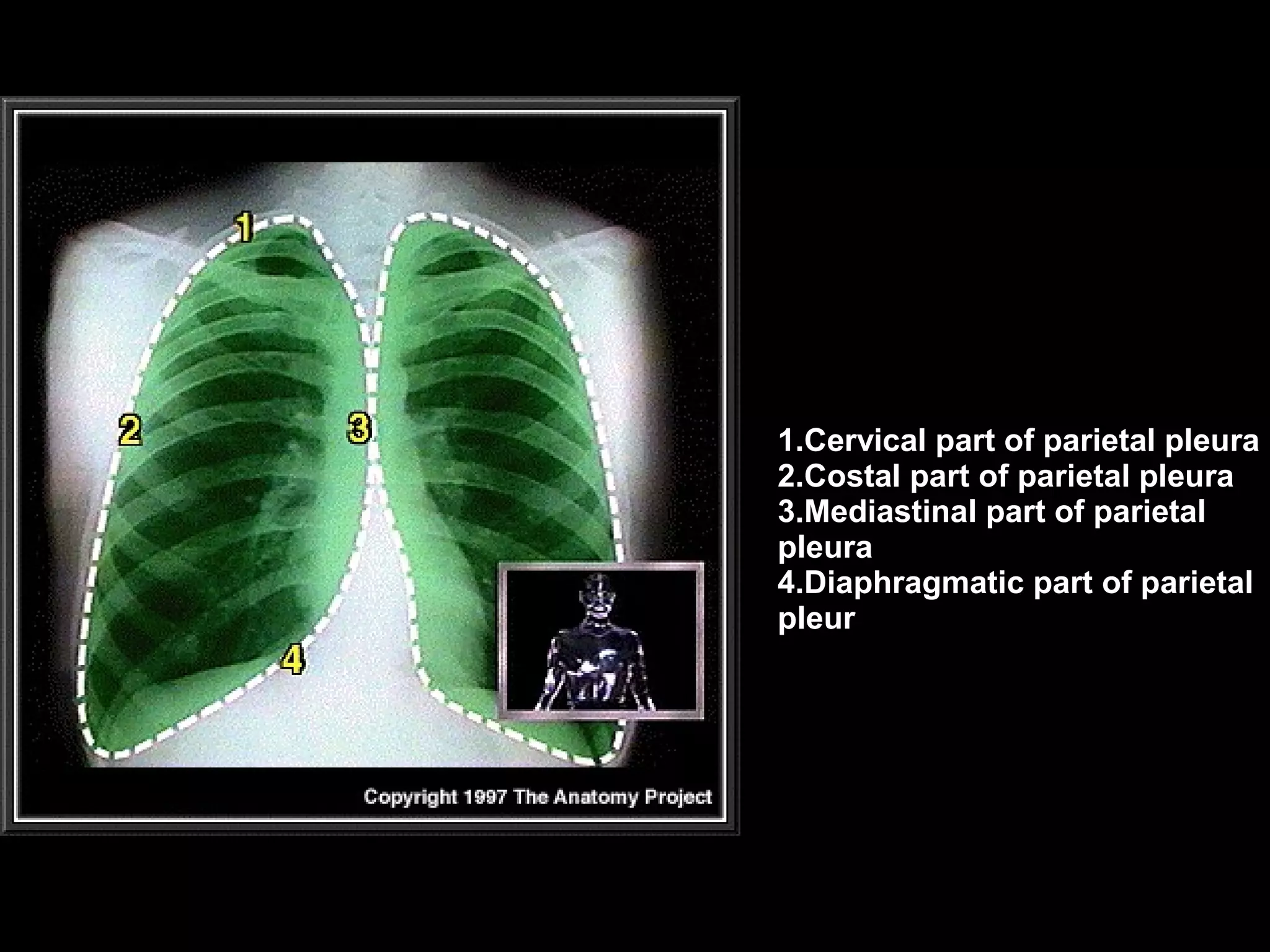 Basic chest x ray interpretation | PPT