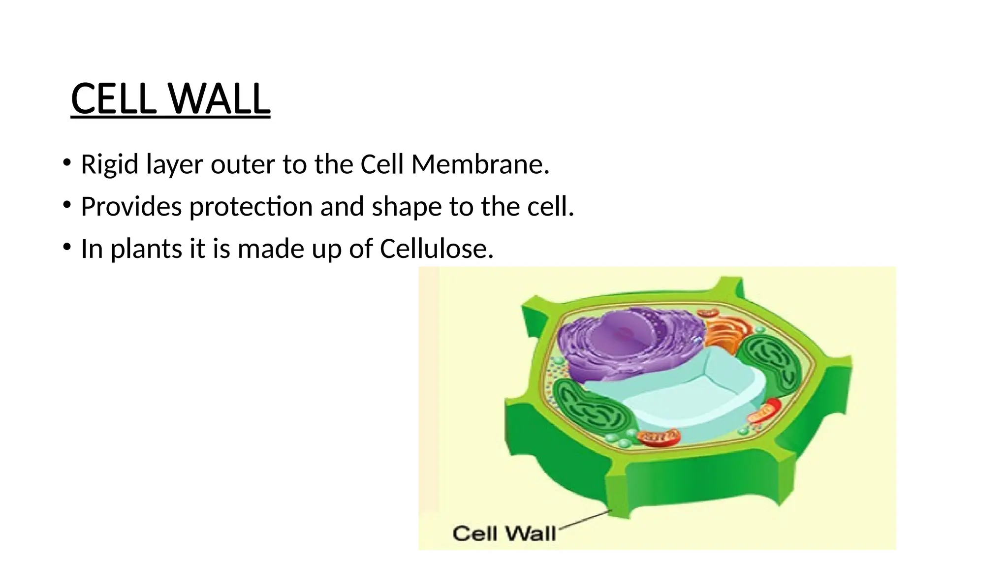 BASIC COMPONENTS OF CELL.pptxincluding cell organelles and their ...