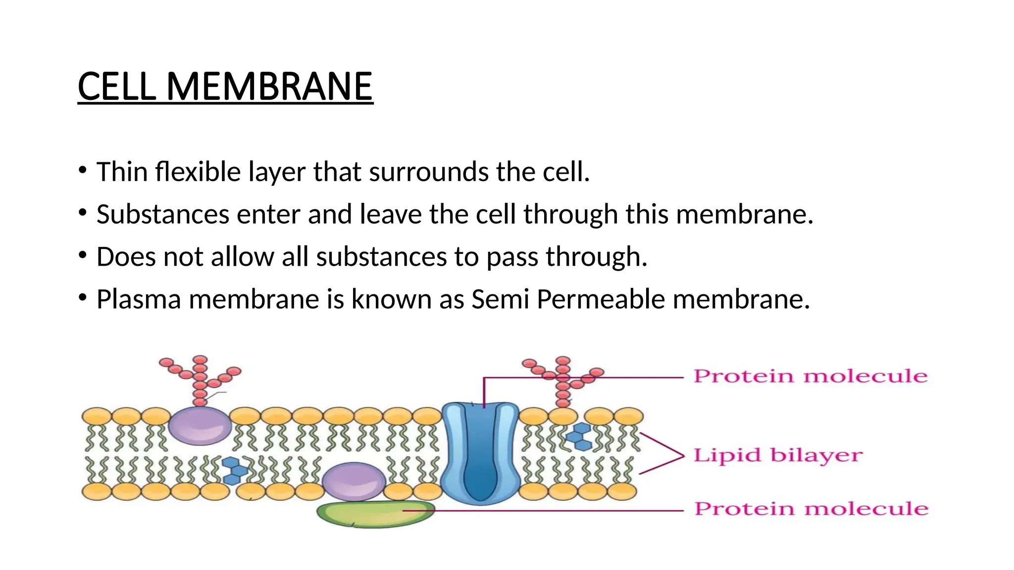 BASIC COMPONENTS OF CELL.pptxincluding cell organelles and their ...