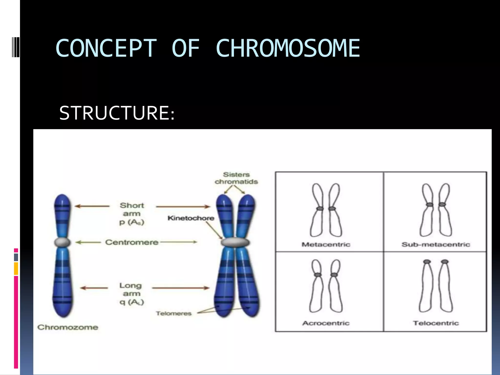 BASIC CONCEPT OF GENE , DNA,& CHROMOSOME ppt.pptx