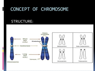 BASIC CONCEPT OF GENE , DNA,& CHROMOSOME ppt.pptx