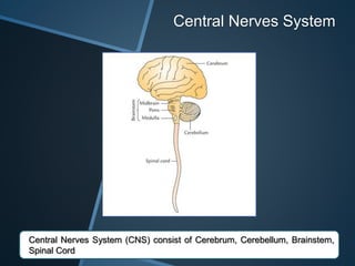 Basic concept of nerve system | PPT