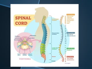Basic concept of nerve system | PPT