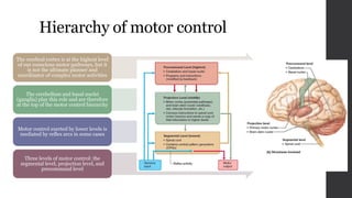 Basic concept of nervous system | PPTX