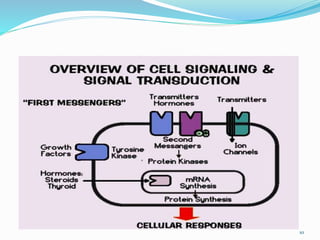Basic concept of signal transduction | PPTX