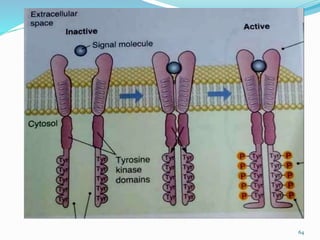 Basic concept of signal transduction | PPTX