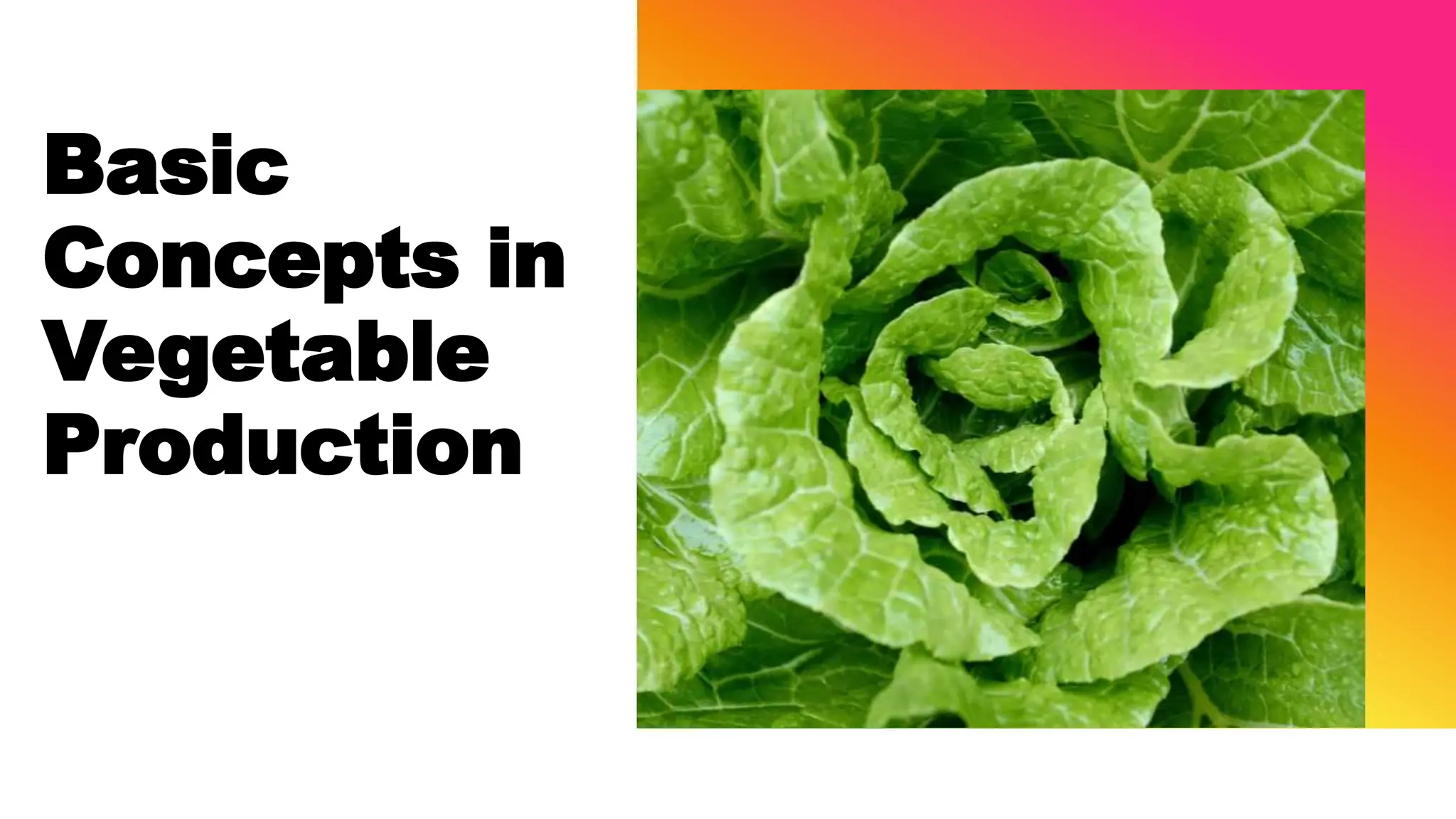 Horticulture Basic Concept of Vegetable. ppt | PPTX