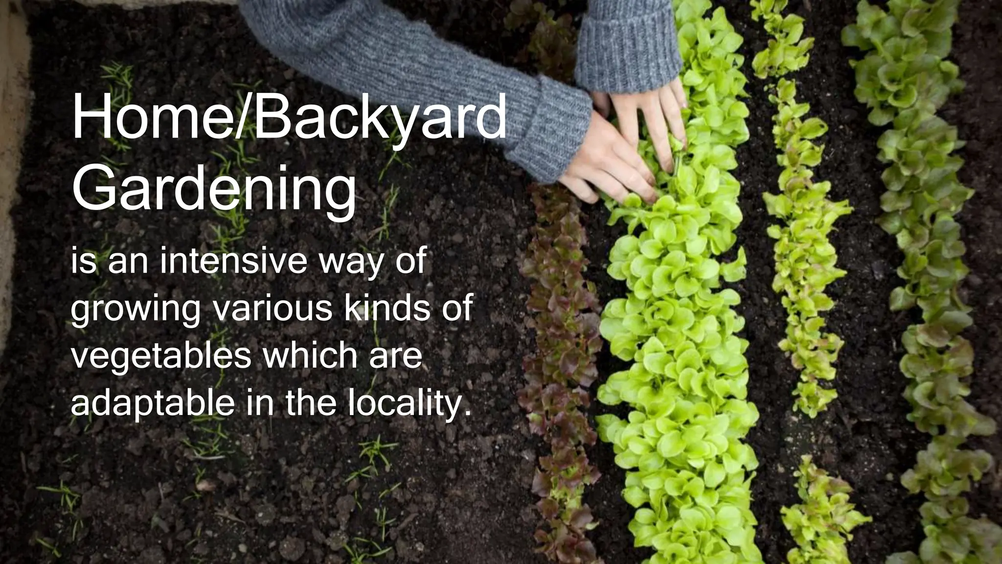 Horticulture Basic Concept of Vegetable. ppt | PPTX