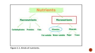 Basic Concepts in Food and Nutrition.pptx