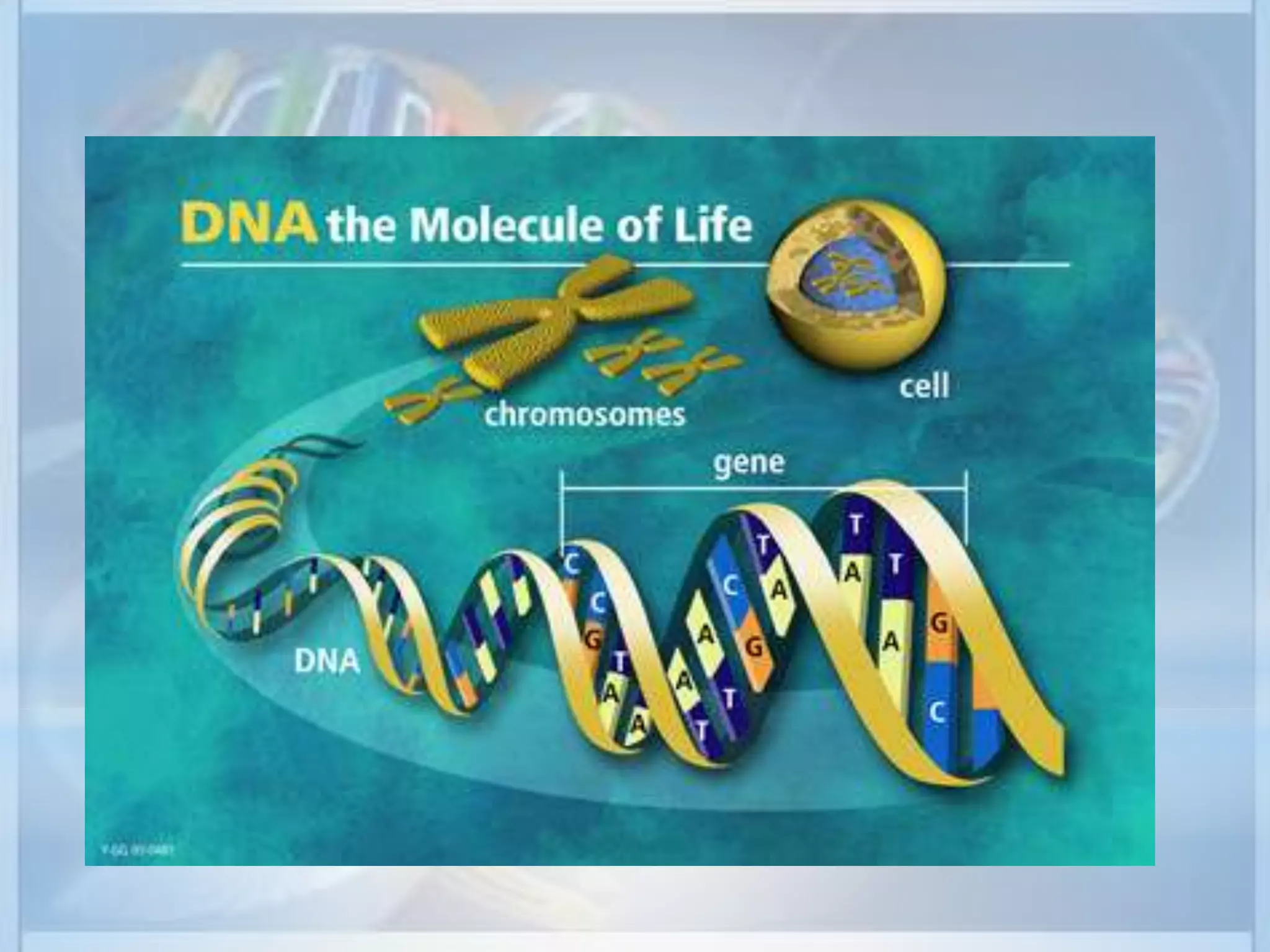 Basic concepts in genetics | PPTX