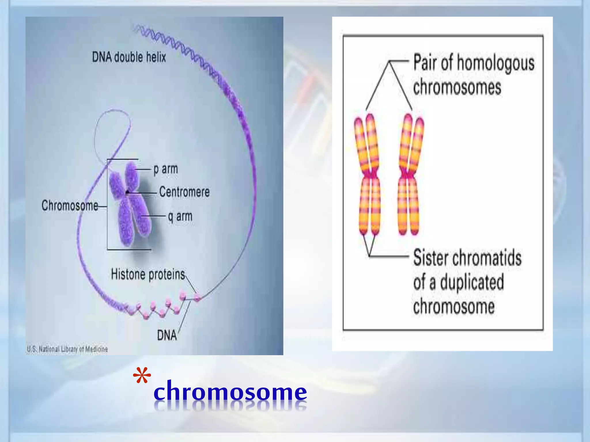 Basic concepts in genetics | PPTX