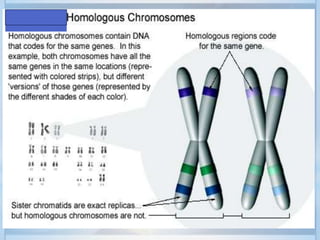 Basic concepts in genetics | PPTX