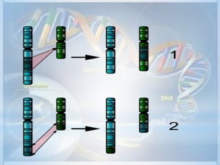 Basic concepts in genetics | PPTX