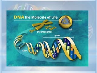 Basic concepts in genetics | PPTX