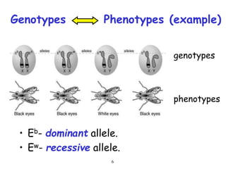 BASIC CONCEPTS IN GENETICS. ppt | PPT