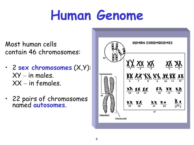BASIC CONCEPTS IN GENETICS BASIC CONCEPTS IN GENETICS.ppt