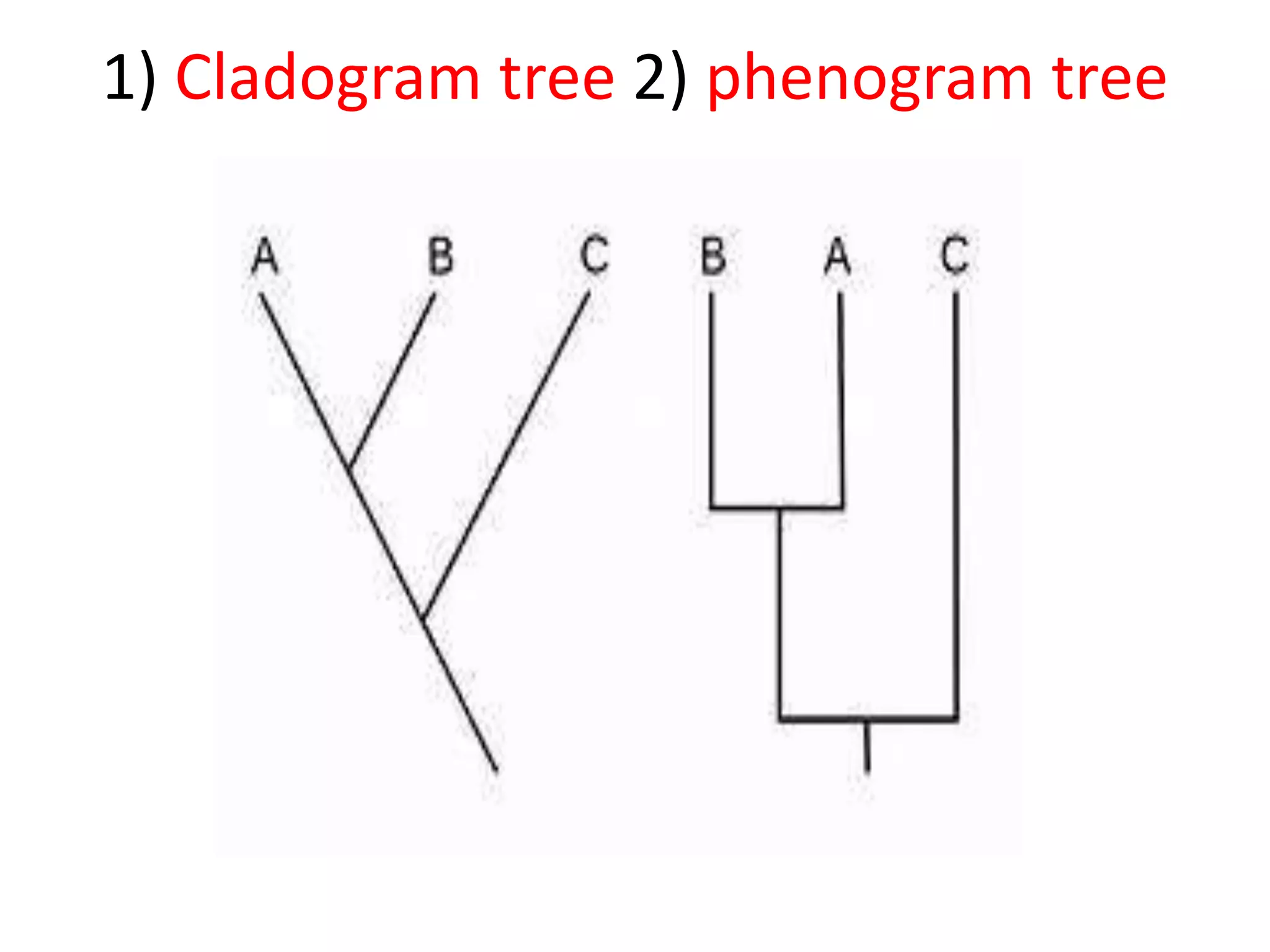 Basic concepts in systamatics,taxonomy and phylogenetic tree | PPTX