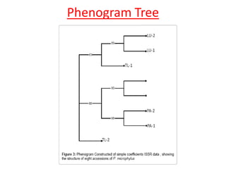 Basic concepts in systamatics,taxonomy and phylogenetic tree | PPTX
