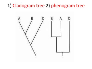 Basic concepts in systamatics,taxonomy and phylogenetic tree | PPTX