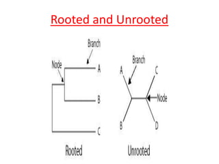 Basic concepts in systamatics,taxonomy and phylogenetic tree | PPTX
