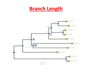Basic concepts in systamatics,taxonomy and phylogenetic tree | PPTX
