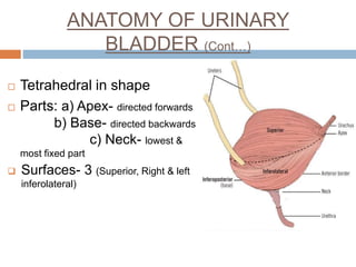 Basic concepts in urogynaecology | PPTX
