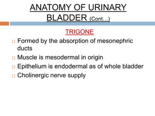 Basic concepts in urogynaecology | PPTX