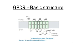 Basic concepts of G – protein coupled receptor.pptx