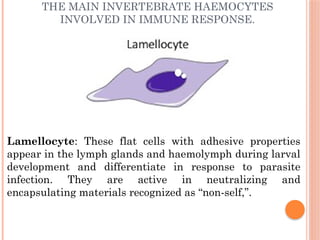 Basic concepts of immunology, and Defense mechanisms mounted by ...