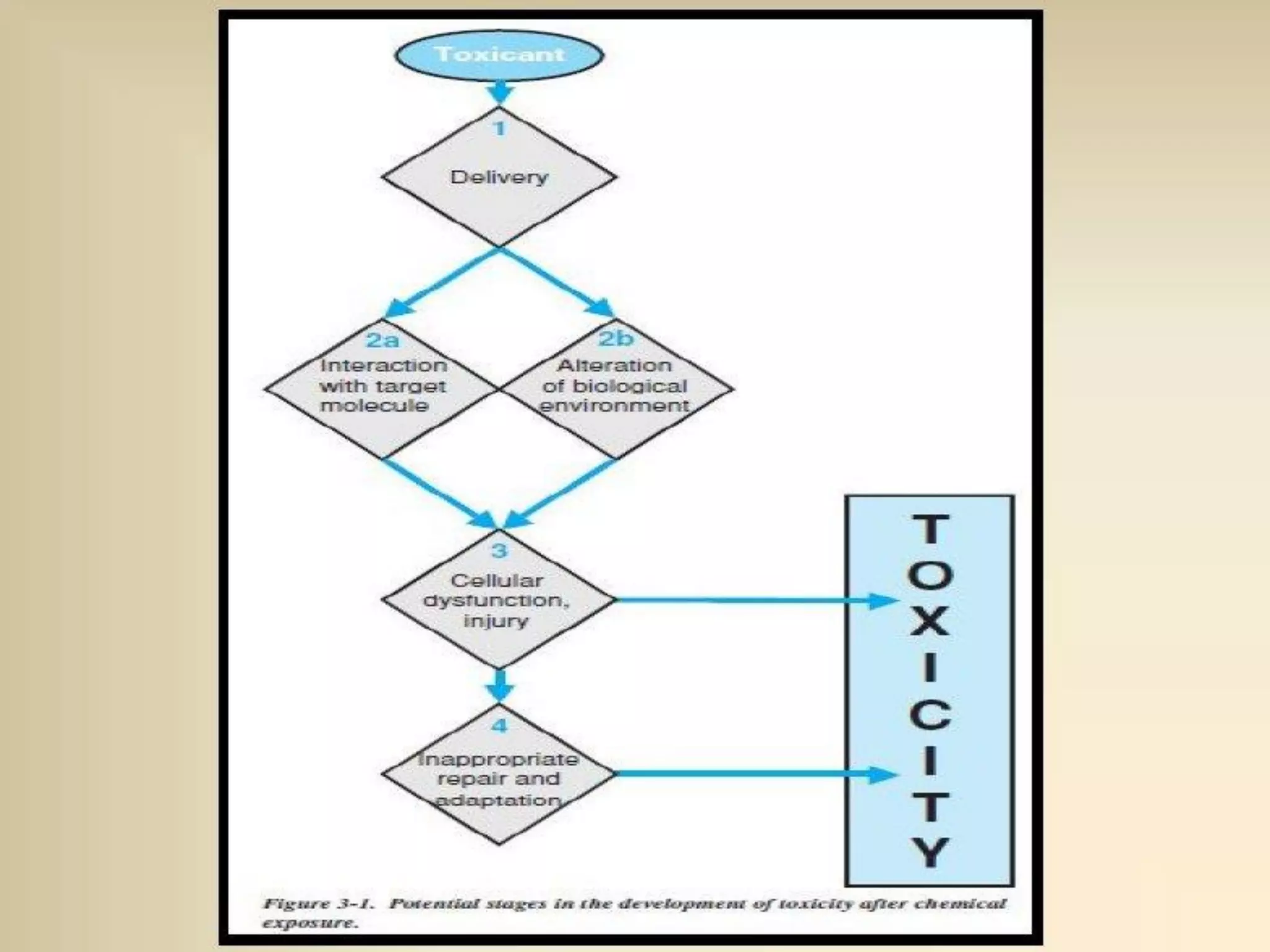 Basic Concepts of Toxicology.pdf