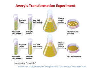 Recombinant Dna Animation