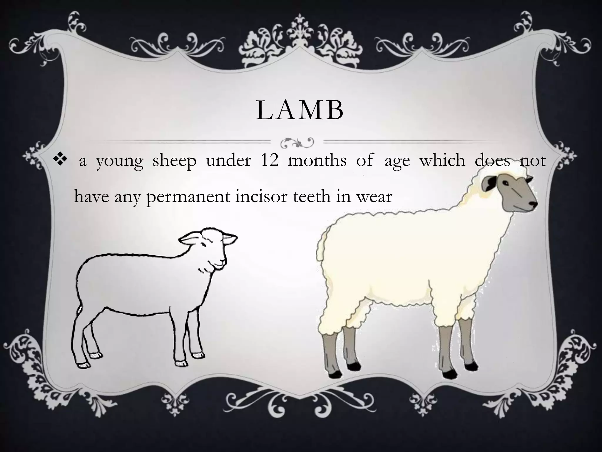 Basic Cuts of Lamb | PPTX