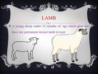 Basic cuts of lamb practical first (1) | PPT