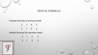 Basic dentistry for Homeopathy and MBBS | PPTX | Dental Health ...