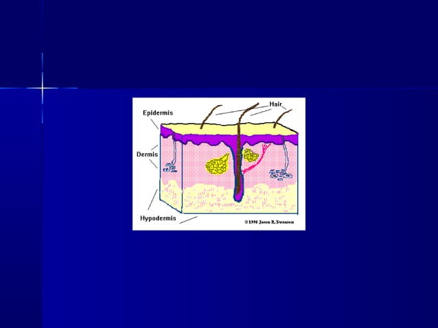 Basic dermatology by Dr. Haseeb Ahmed | PPT | Skin and Dermatology ...