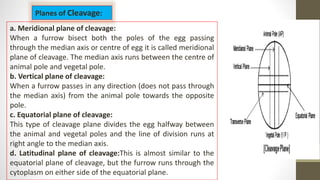 Basic dev bio 2 | PPT