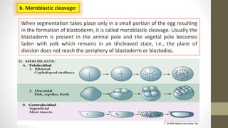 Basic dev bio 2 | PPT