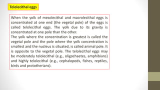 Basic dev bio 2 | PPT