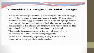 Basic dev bio 2 | PPT